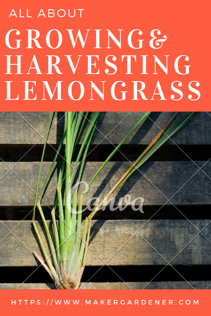 Growing Lemongrass - in cold climate - Makergardener