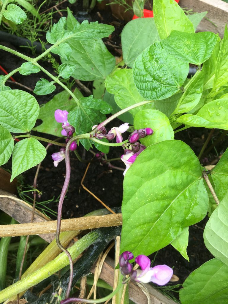 Dwarf purple bean - how to grow - Makergardener