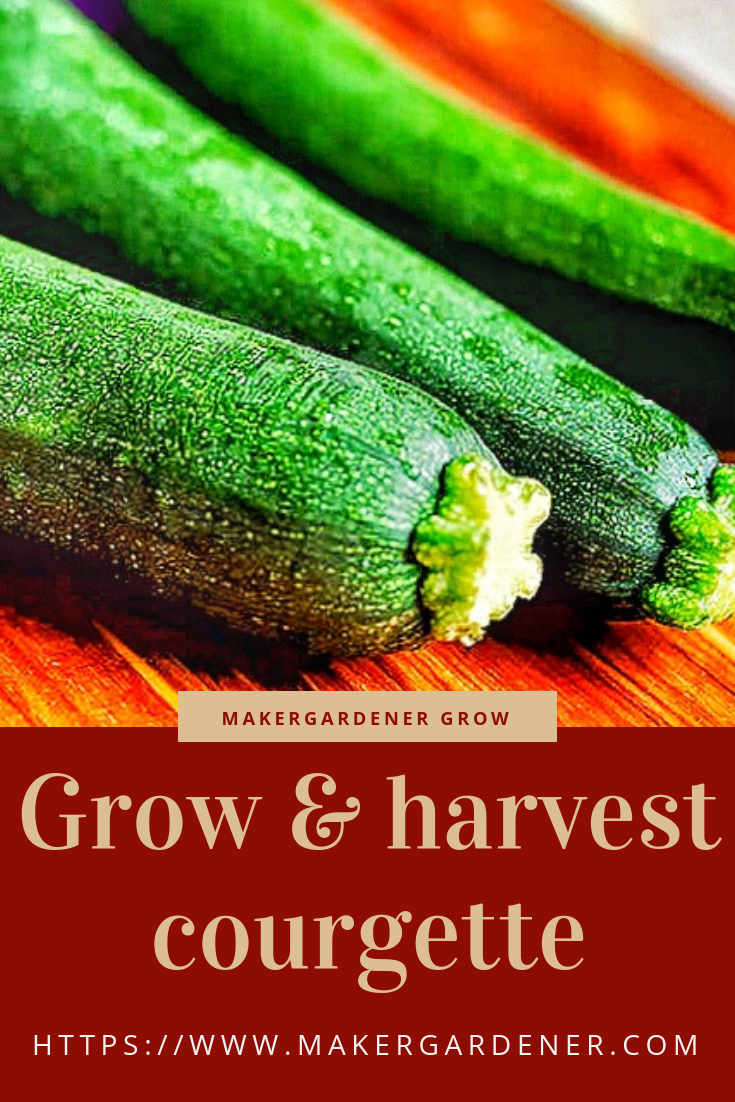 Growing Courgette - Makergardener