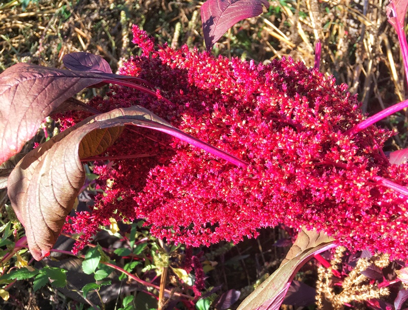 Growing and harvesting amaranth - Makergardener