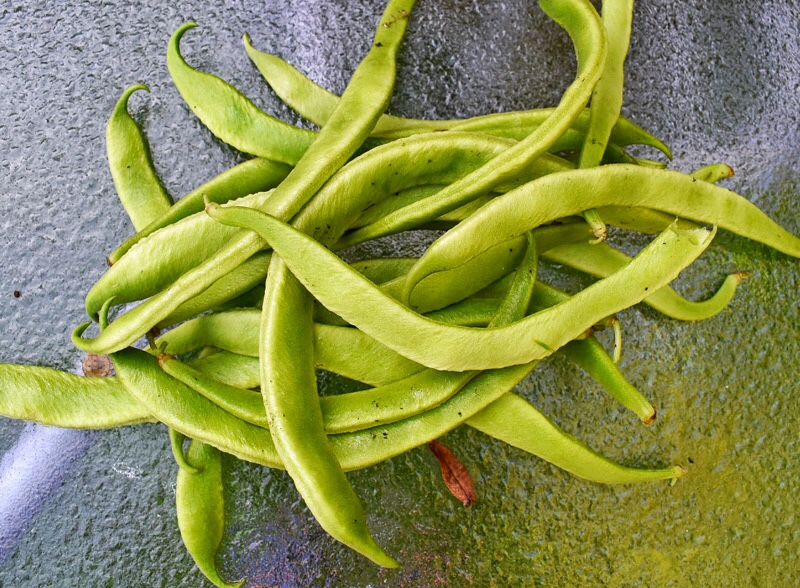 Growing and harvesting Runner beans - Makergardener