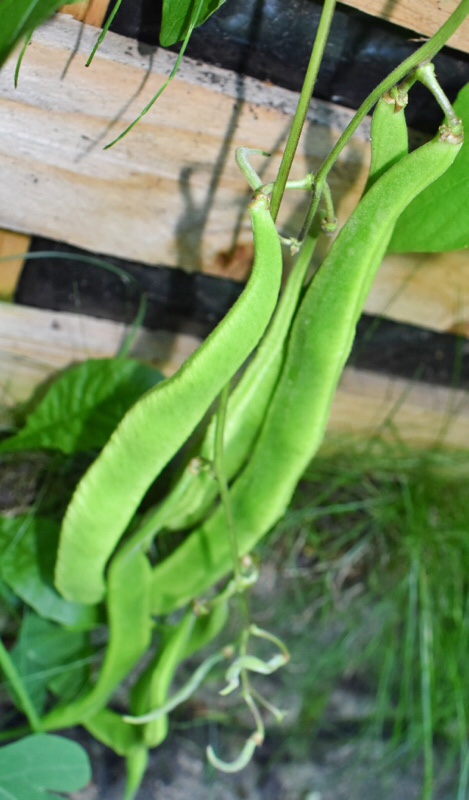 Growing and harvesting Runner beans - Makergardener