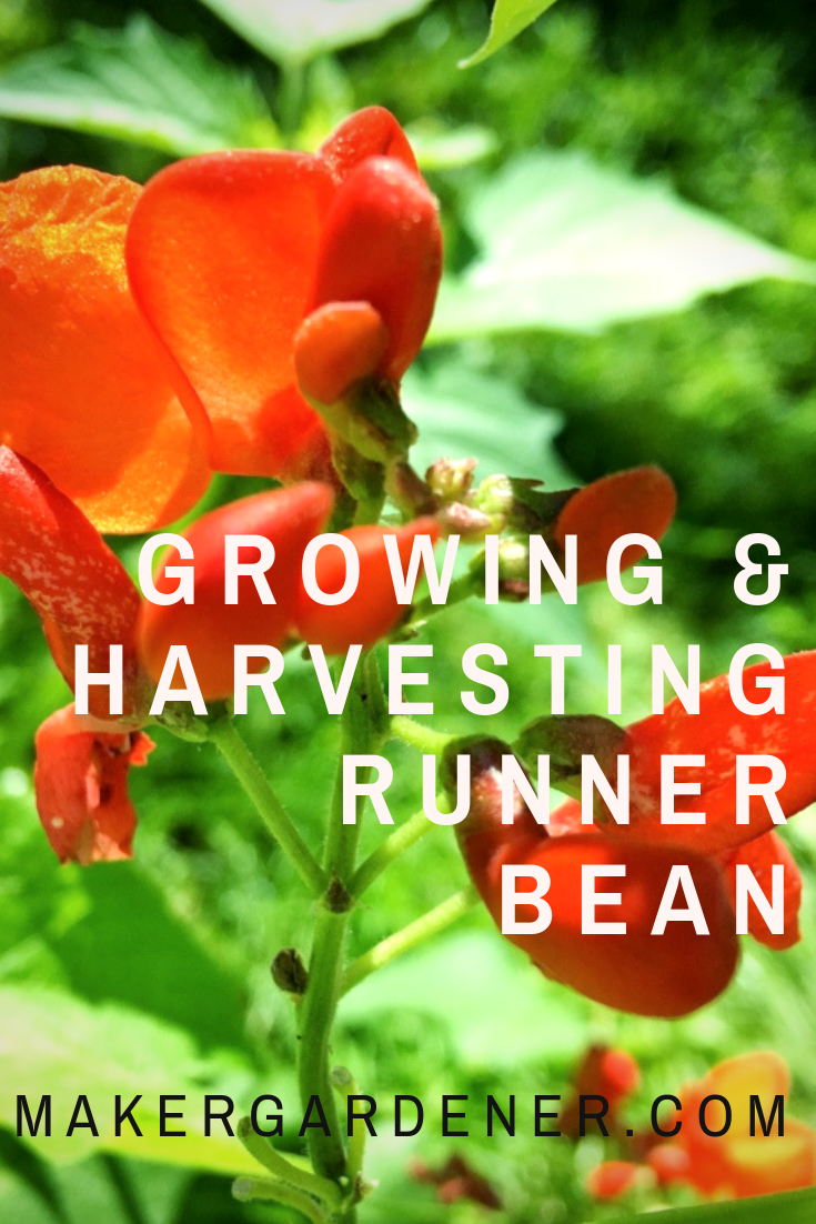 Growing and harvesting Runner beans - Makergardener