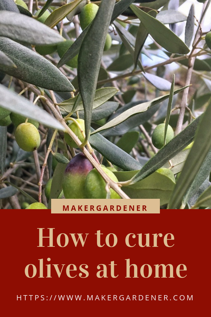 Curing Olives - Makergardener