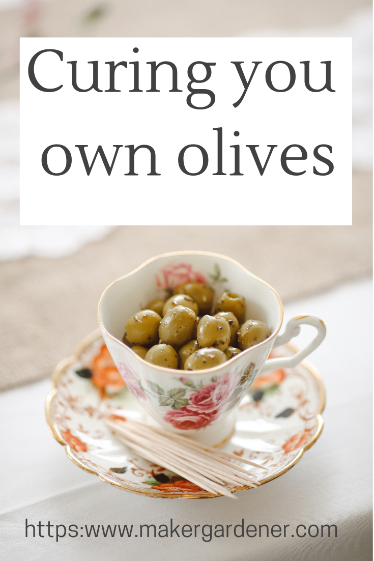 Curing Olives - Makergardener