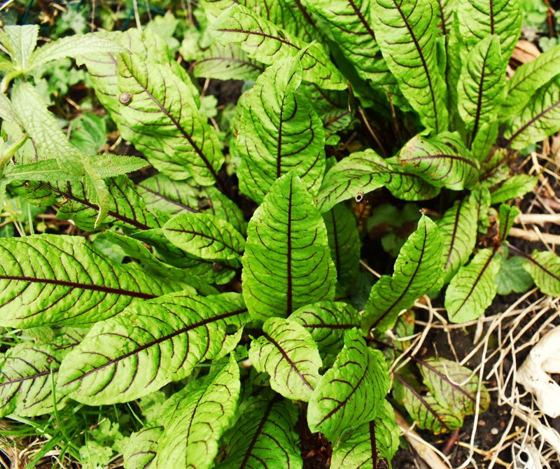 Growing and harvesting sorrel at home - Makergardener