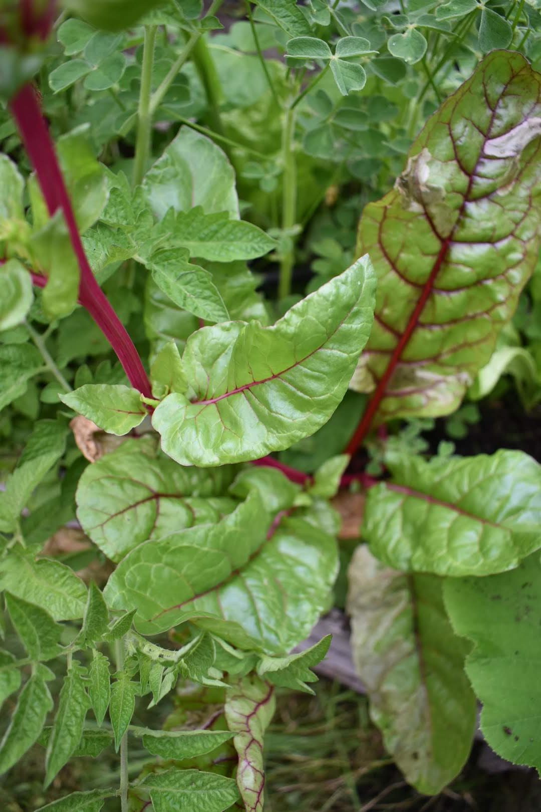 Growing and harvesting Chard at home - Maker gardener