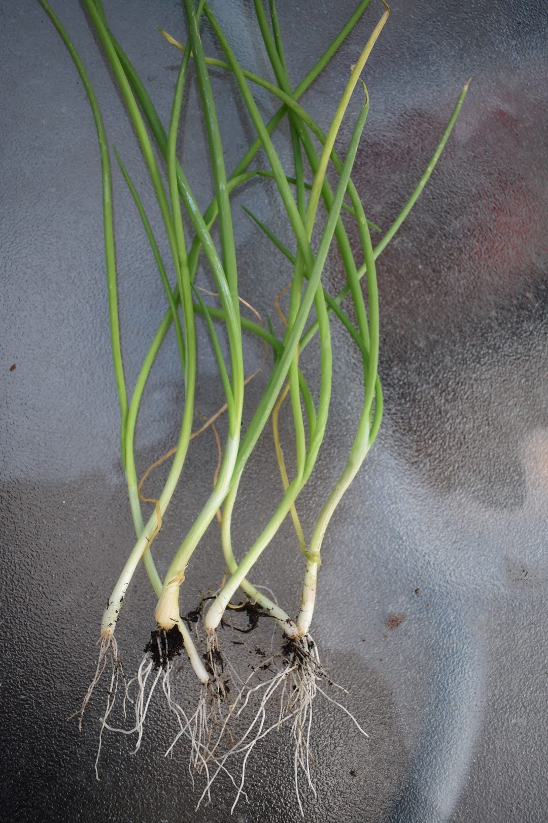Growing and harvesting spring onion - Maker gardener