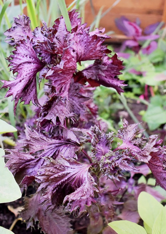 Growing and harvesting perilla leaves - Maker gardener