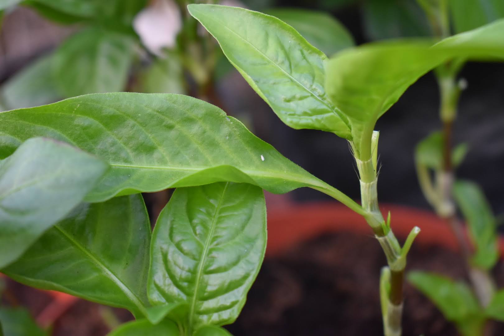 Growing and harvesting Persicaria tinctoria - Makergardener