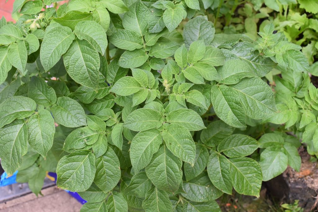 Growing and harvesting potatoes - Makergardener