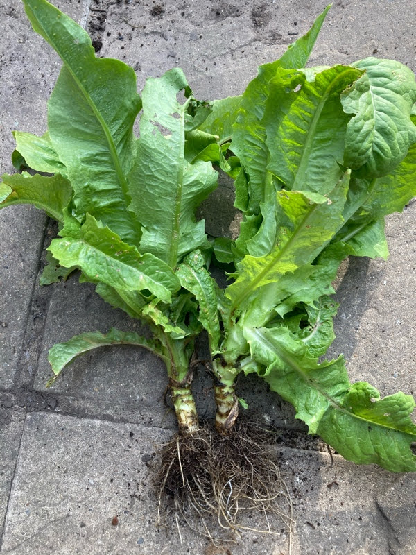 Growing and harvesting Celtuce stem - Makergardener