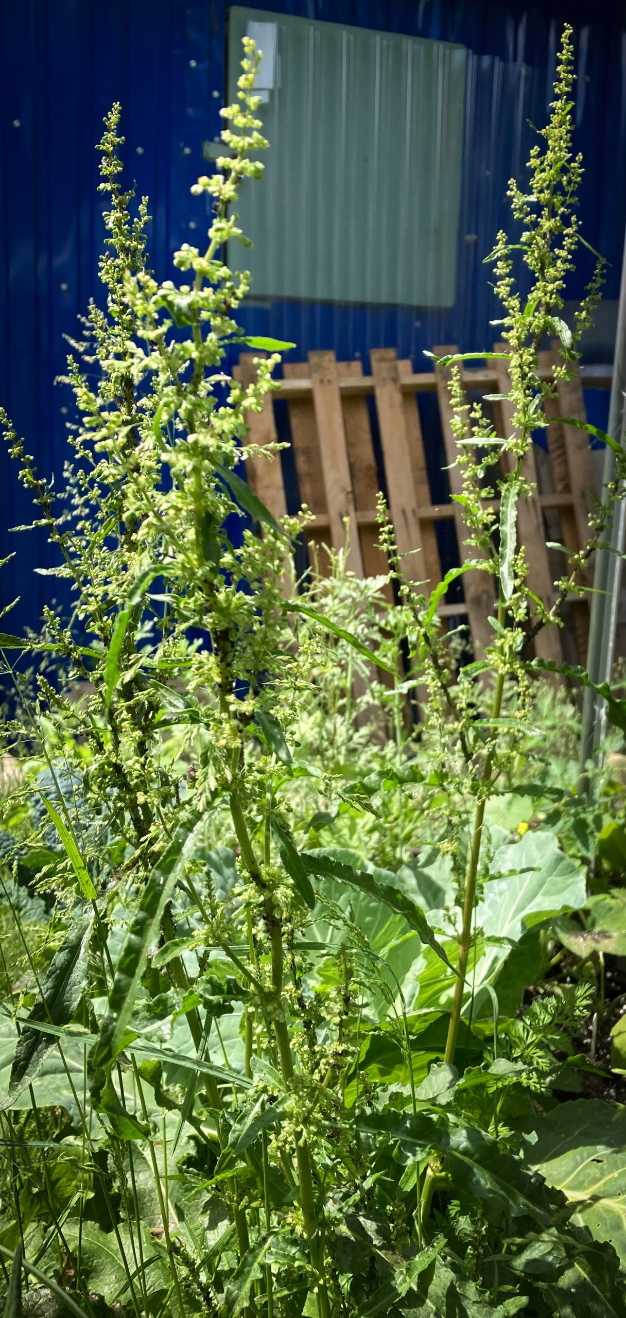 Growing and Harvesting Weld (Dyer's rocket) - Makergardener