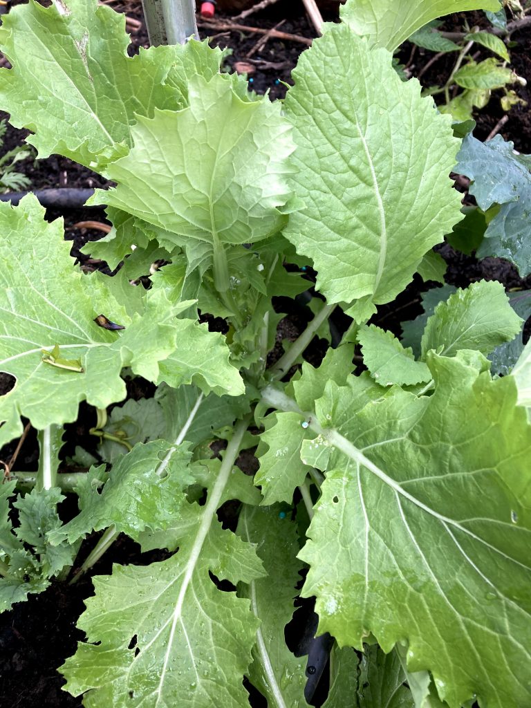 Growing and harvesting Wong Bok cabbage - Makergardener