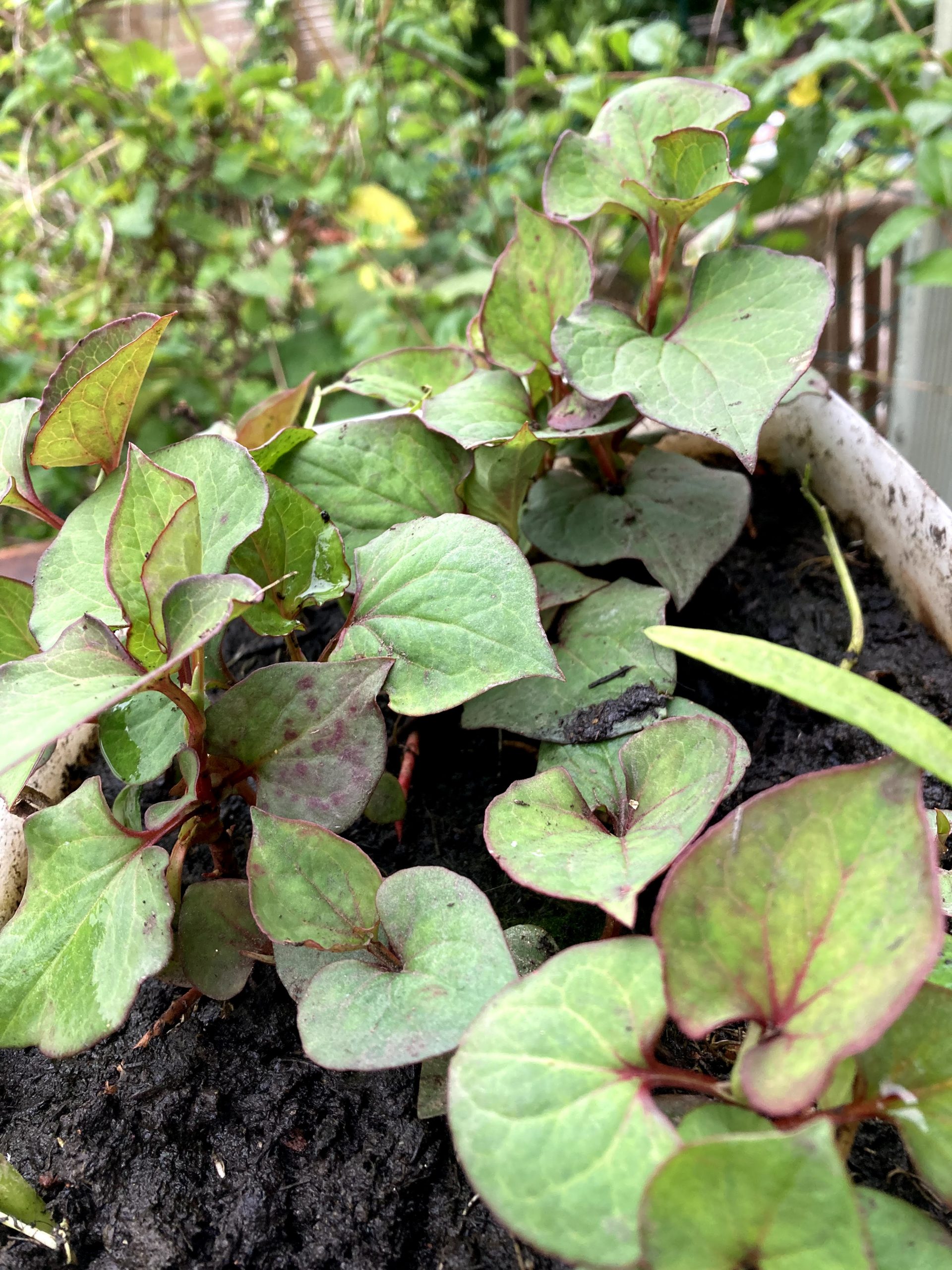 Growing and harvesting Houttuynia cordata - Makergardener