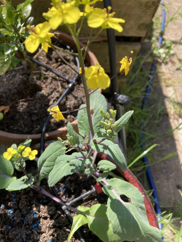 Growing and harvesting Choy sum - Makergardener