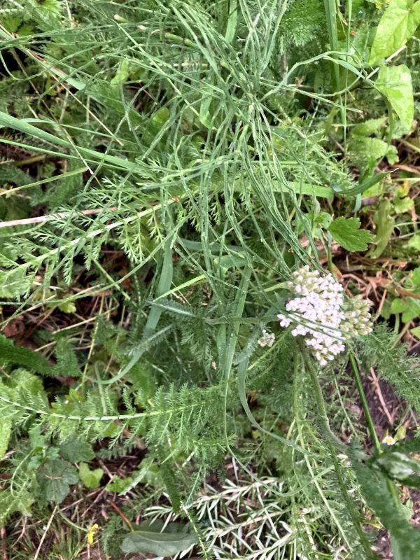 Growing and harvesting Yarrow - Makergardener